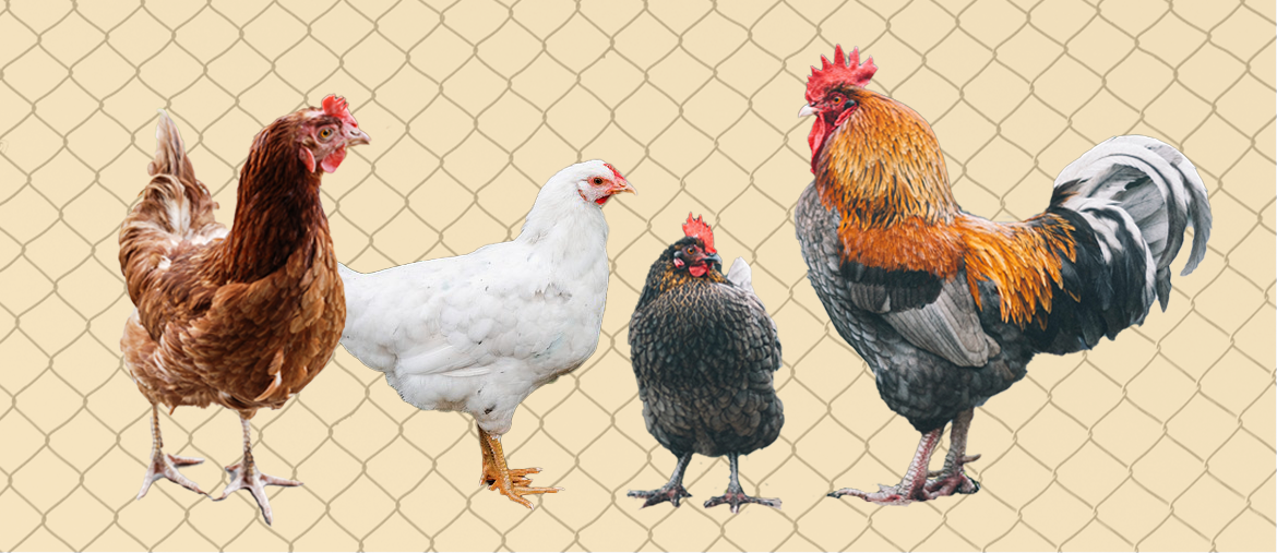 What is Chicken Wire? - Blog | BS Fixings