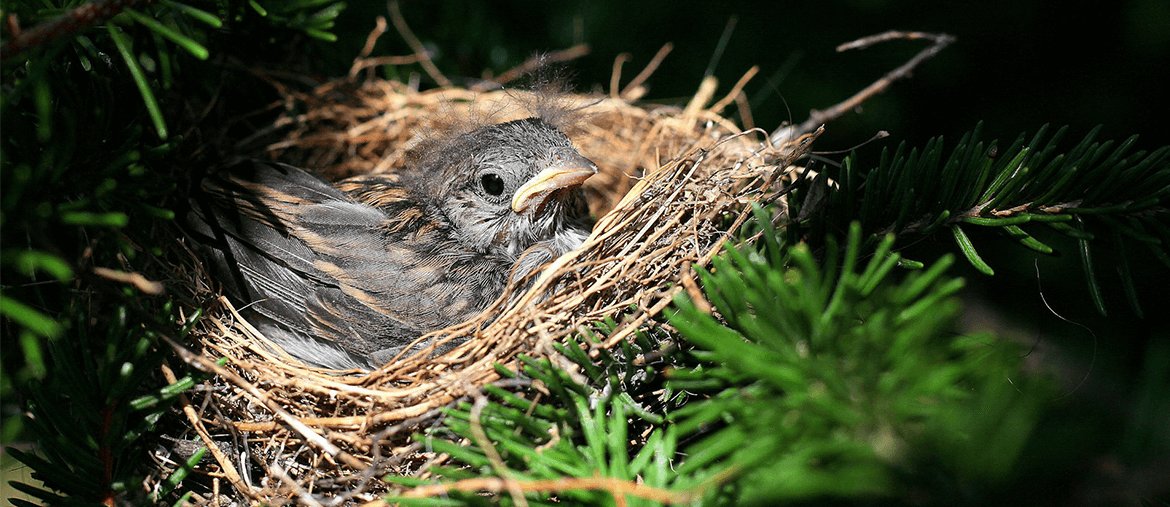 It’s Time to Prepare for Nesting Season - Blog | BS Fixings